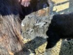Raising Domestic Yaks - Countryside